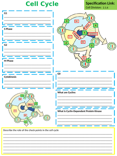 A Level Biology Cell Cycle Lesson & Activities | Teaching Resources