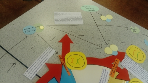 A Level Biology Cell Cycle Lesson & Activities | Teaching Resources