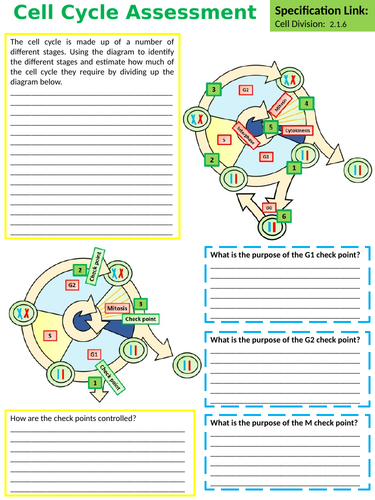 A Level Biology Cell Cycle Lesson & Activities | Teaching Resources