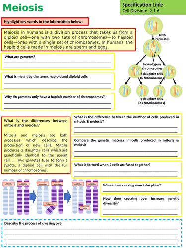 A Level Biology Meiosis Lesson & Activities | Teaching Resources