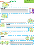 A Level Biology Meiosis Lesson & Activities | Teaching Resources
