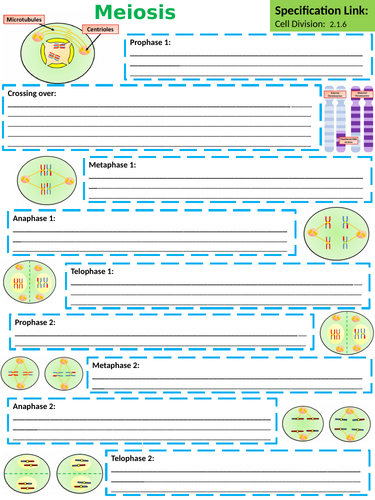A Level Biology Meiosis Lesson & Activities | Teaching Resources