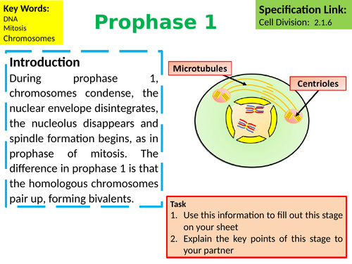 A Level Biology Meiosis Lesson & Activities | Teaching Resources