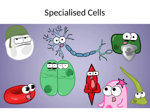 9-1 AQA GCSE Biology - U1 L3 Specialised Cells | Teaching Resources