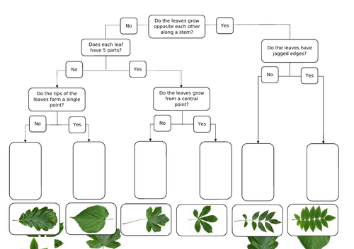 Living things and their habitats - Classification (grouping of plants ...