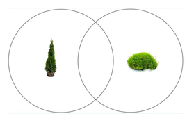 Living things and their habitats - Classification (grouping of plants ...