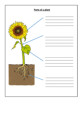 Year 1/Year 2- PLANTS- Whole Science Unit Term- Planning, PowerPoint ...