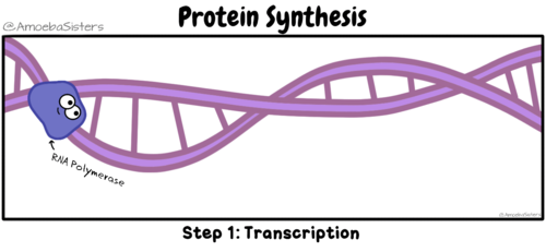 9-1 AQA GCSE Biology - U6 L3 DNA and The Genome | Teaching Resources