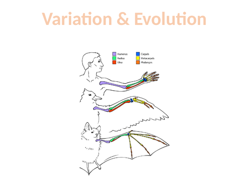9-1 AQA GCSE Biology - U6 L5-7 Variation and Evolution | Teaching Resources