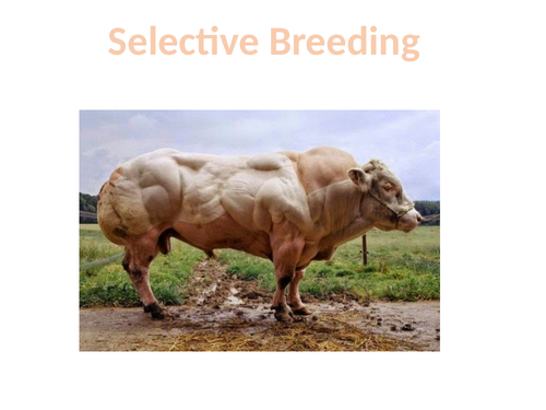9-1 AQA GCSE Biology - U6 L8-9 Selective Breeding, Genetic Engineering ...