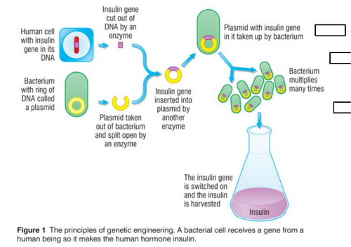 9-1 AQA GCSE Biology - U6 L8-9 Selective Breeding, Genetic Engineering ...
