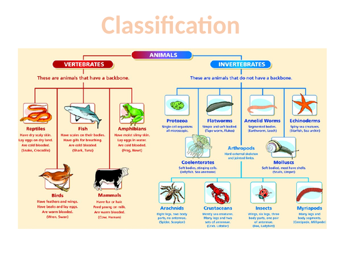 9-1 AQA GCSE Biology - U6 L10 Classification | Teaching Resources
