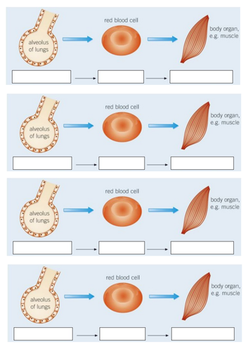 AQA 9-1 NEW GCSE B4.1 ORGANISING ANIMALS AND PLANTS LESSON 2 BLOOD ...