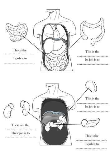 Organs of the Body - Key Stage 2 | Teaching Resources