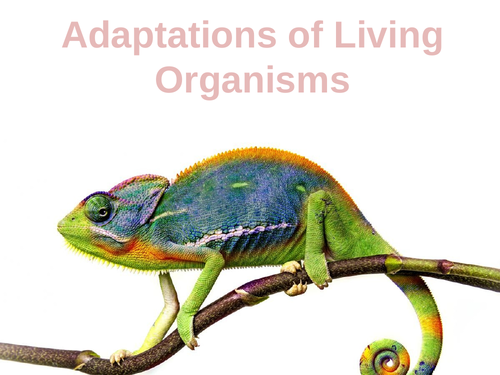 9-1 AQA GCSE Biology - U7 L3 Adaptations | Teaching Resources