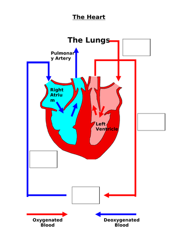 IAS / IAL Edexcel Biology Unit 1 Topic 1: Blood vessels & heart ...