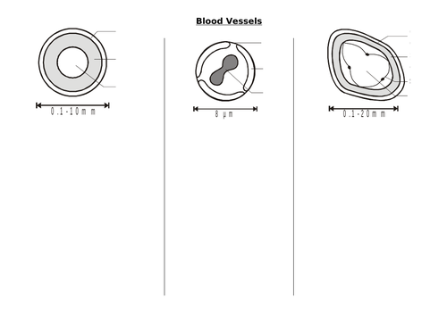 IAS / IAL Edexcel Biology Unit 1 Topic 1: Blood vessels & heart ...