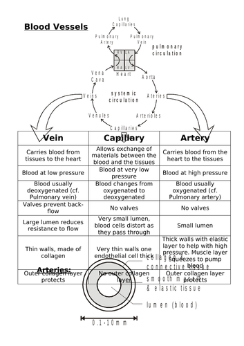 IAS / IAL Edexcel Biology Unit 1 Topic 1: Blood vessels & heart ...