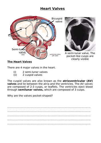 IAS / IAL Edexcel Biology Unit 1 Topic 1: Blood vessels & heart ...