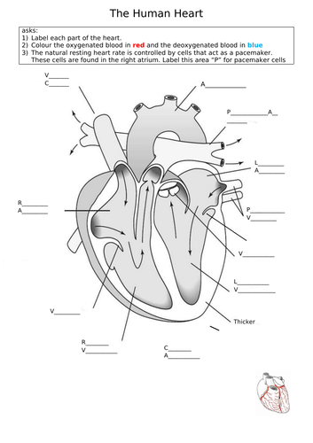 B4.3 The heart | Teaching Resources
