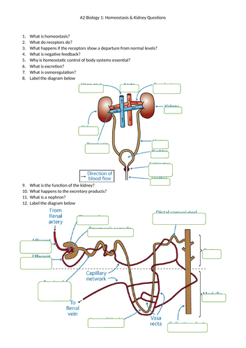 A2 Biology Homeostasis & Kidney Revision Questions & Answers | Teaching ...