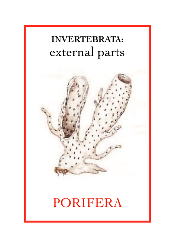 Invertebrates:External parts book I - Porifera (sponges) | Teaching ...