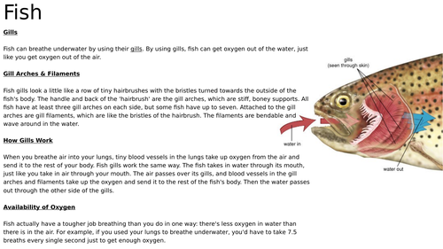 Breathing Systems Insects & Fish | Teaching Resources