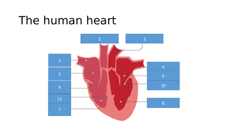 GCSE Biology human heart quiz | Teaching Resources