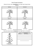 KS1 Science Deciduous and Evergreen Trees Through Seasons Worksheet ...