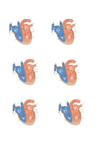 The Heart and Blood Vessels | Teaching Resources
