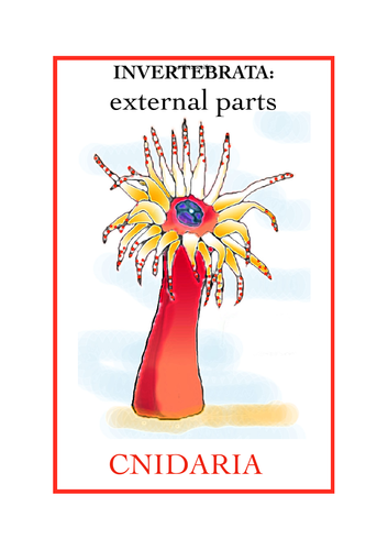 Invertebrates: External parts book 2 - Cnidaria | Teaching Resources