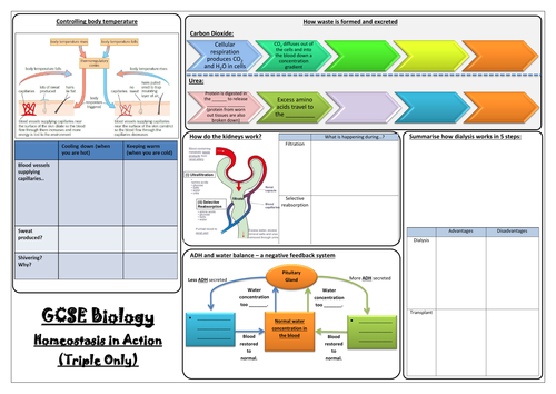 AQA GCSE Biology (9-1) - Paper 2 Revision Mats - Triple Sciences ...