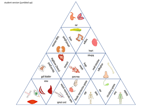 Organs - Tarsia (KS2/3) | Teaching Resources