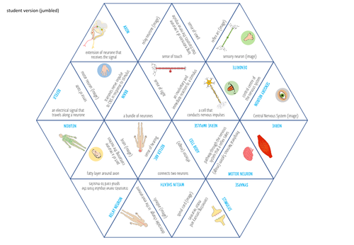 Nervous System - Tarsia (KS3/4) | Teaching Resources
