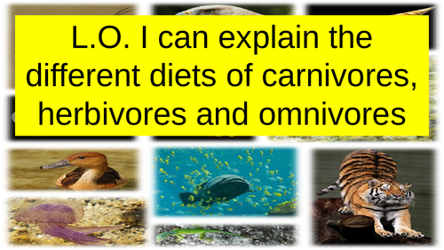 Year 3 Animals including Humans unit of work | Teaching Resources