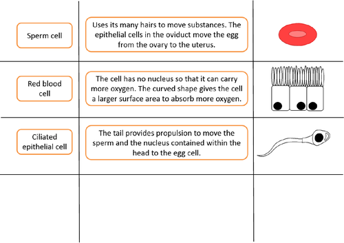 Reproduction - Reproductive organs and gametes for KS3 and KS4 Biology ...