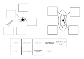 Reproduction - Reproductive organs and gametes for KS3 and KS4 Biology ...