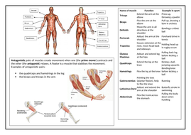 OCR GCSE PE Muscular System Revision Sheet | Teaching Resources