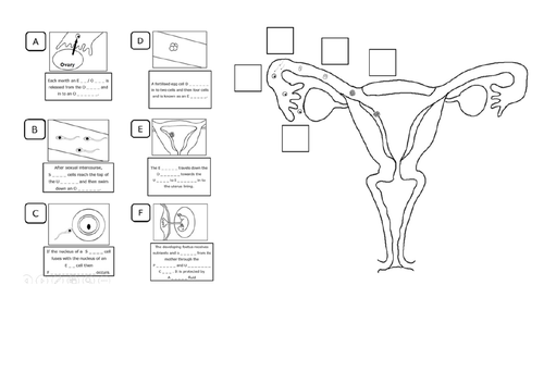 Reproduction - becoming pregnant for KS3 and KS4 Biology (Science ...