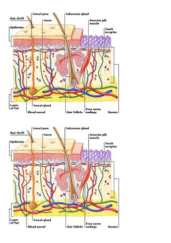 WJEC Medical Science Unit 1 LO2 - INTEGUMENTARY SYSTEM | Teaching Resources