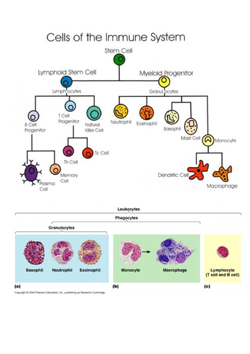 WJEC Medical Science Unit 1 LO2 - IMMUNE SYSTEM | Teaching Resources