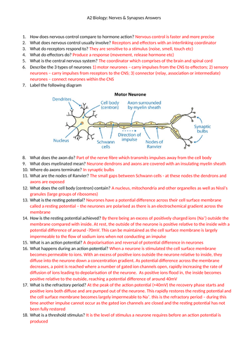 A2 Biology Nerves & Synapses Questions & Answers | Teaching Resources