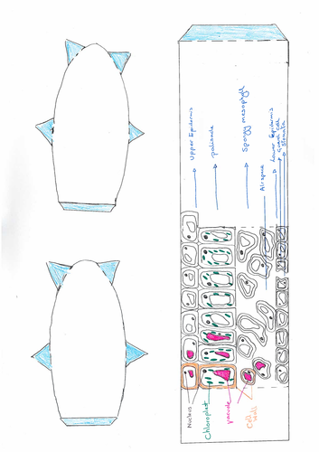 Structure of a Leaf Model Making activity | Teaching Resources