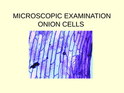 Examination of onion cells under the microscope | Teaching Resources
