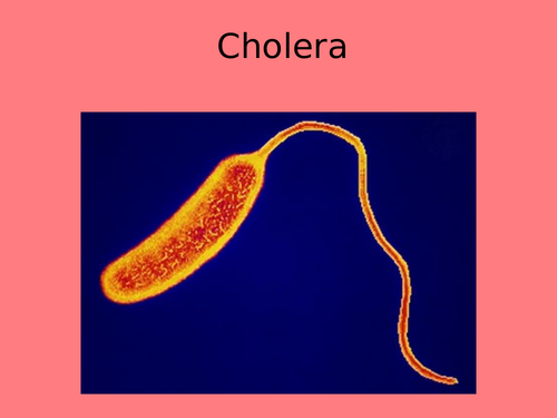 Presentation on cholera pathogen, symptoms and transmission of cholera ...