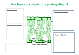KS3 Photosynthesis and Gas Exchange | Teaching Resources