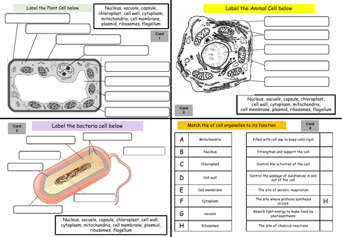 Biology Revision Cards Paper 1 AQA (9-1) Trilogy with Answers ...