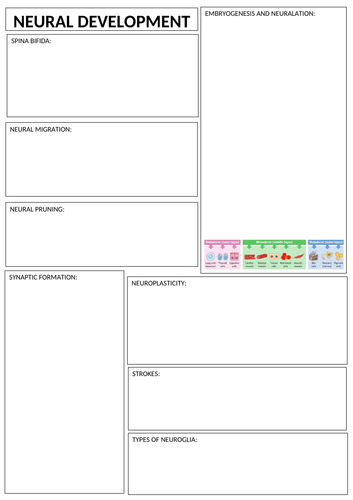 IB BIOLOGY OPTION A - NEUROBIOLOGY | Teaching Resources