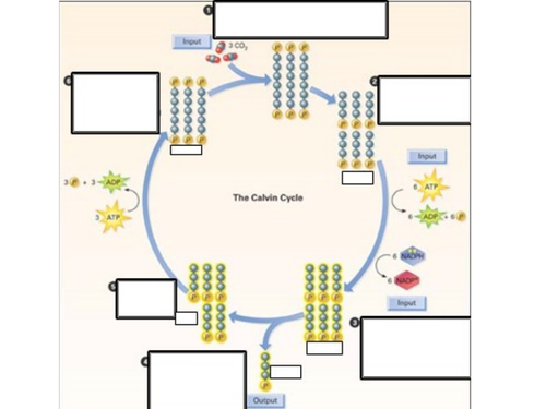Photosynthesis entire topic for OCR A level. MODULE 5: COMMUNICATION ...