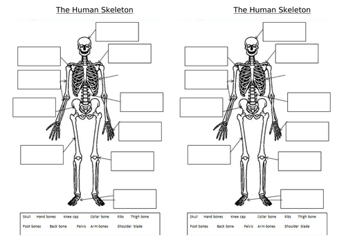 AQA KS3 YEAR 7 - INTRODUCTION TO PLANT & ANIMAL CELLS | Teaching Resources